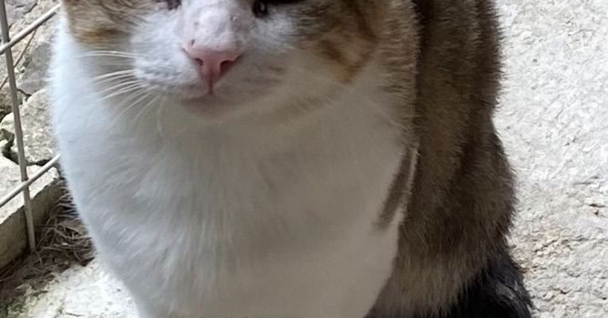 Adoptez Barth - Chat Mâle Européen