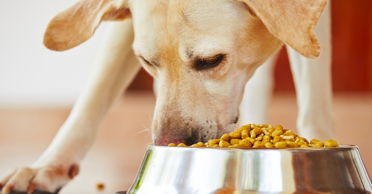 L'alimentation du chien : laquelle choisir