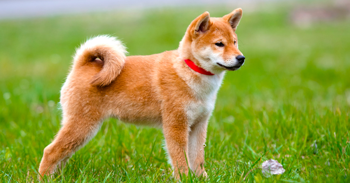 Comment Choisir La Race De Son Chien Comment Choisir La Race De Son Chien