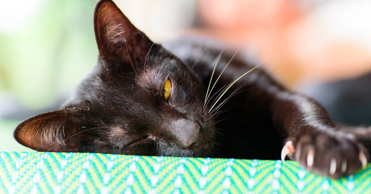 Achat du chat : démarches et pièges à éviter