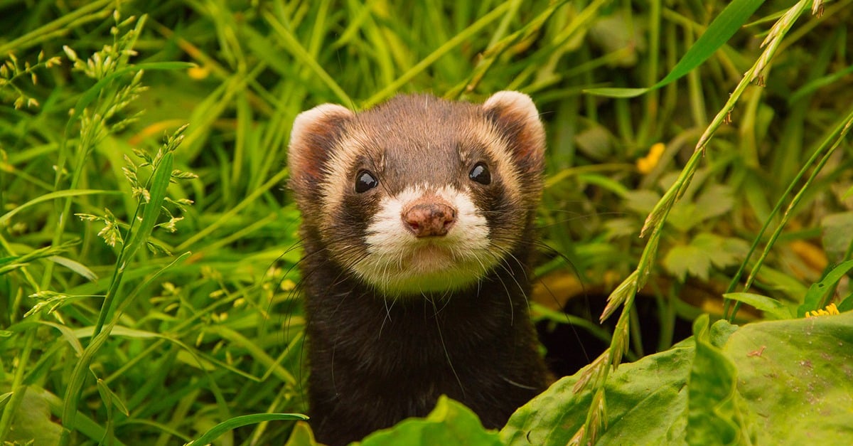Guide pratique du furet : comment s'occuper d'un furet