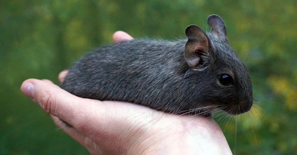 Guide pratique de l'octodon : comment s'occuper d'un octodon