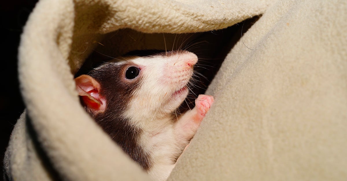 L'habitat du rat : comment le choisir et l'aménager