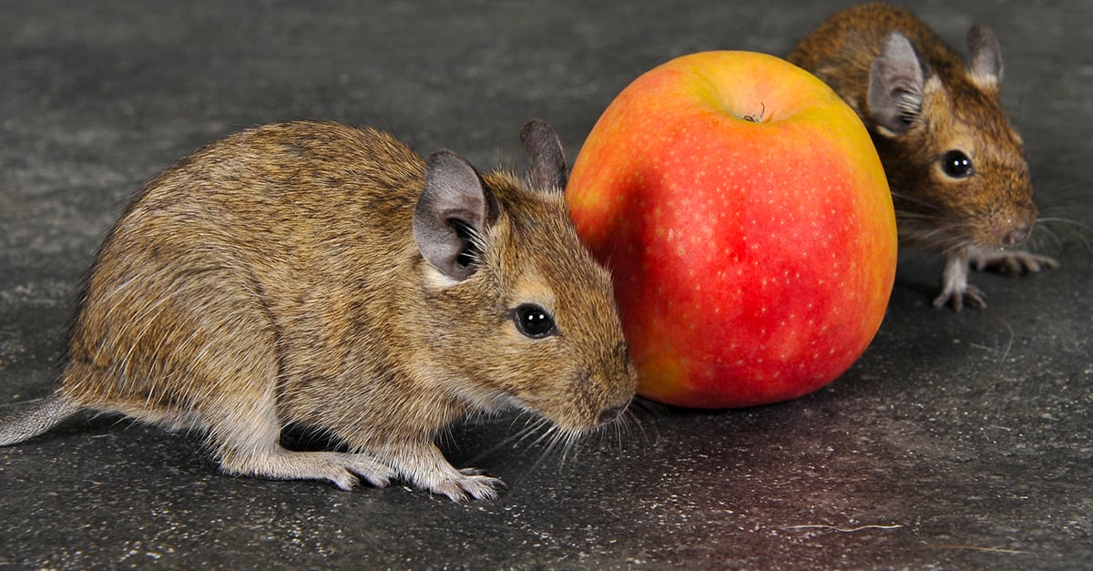 L'alimentation de l'octodon : comment le nourrir