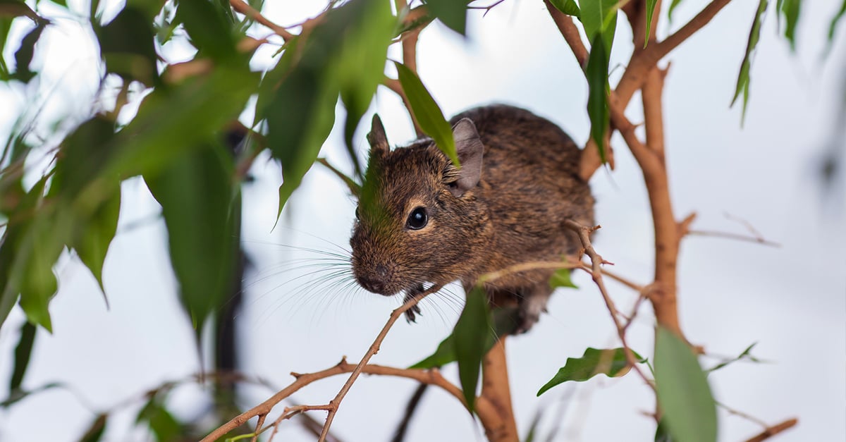 Le comportement de l'octodon : comment le comprendre