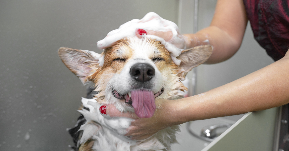 Prendre soin de son chien avec des produits bio et naturels