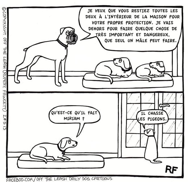 21 dessins décrivant la vie de chien avec beaucoup d’humour