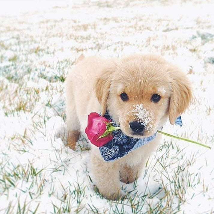 16 photos de chiens et chats qui savent fêter la Saint-Valentin comme ...