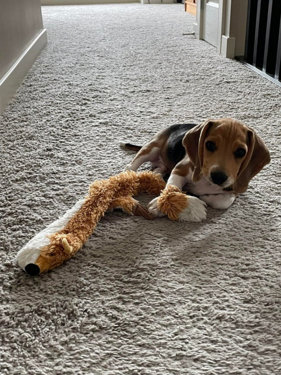 20 photos de Beagles doux et attachants