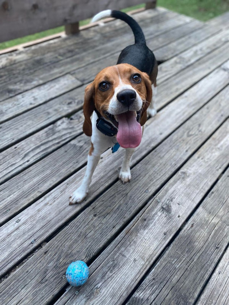20 photos de Beagles doux et attachants