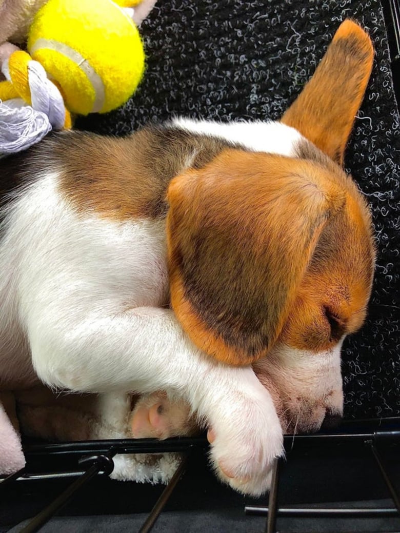 20 photos de Beagles doux et attachants