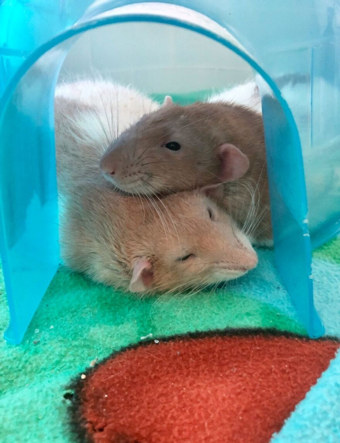 Découvrez 20 photos de rongeurs domestiques doux et adorables