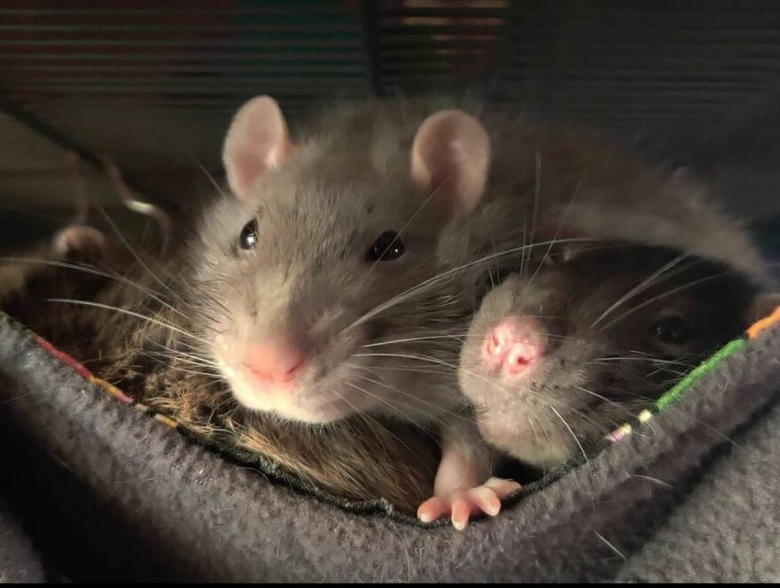 Découvrez 20 photos de rongeurs domestiques doux et adorables