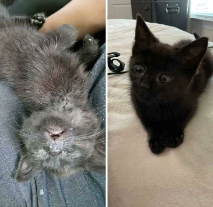 20 photos de chats errants qui ont survécu grâce à l'amour