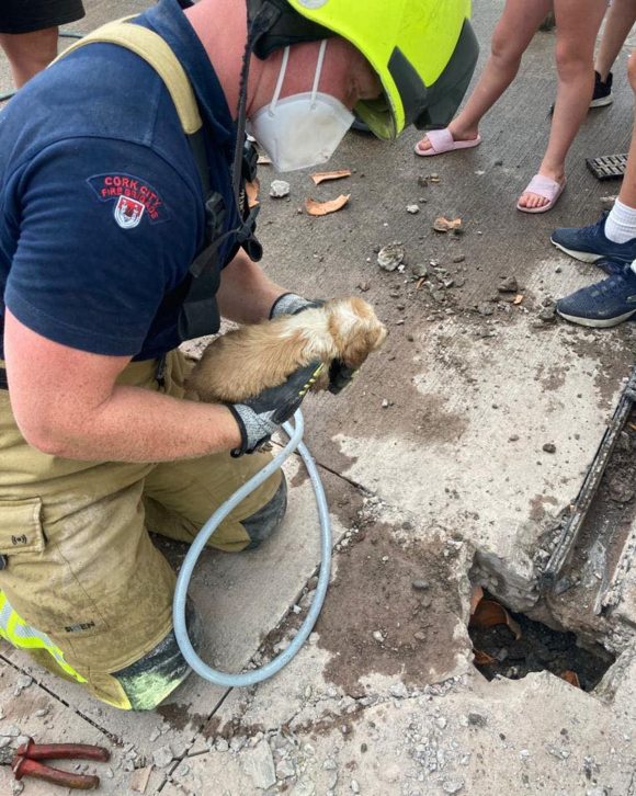 Les manoeuvres minutieuses des pompiers pour libérer un chiot piégé ...