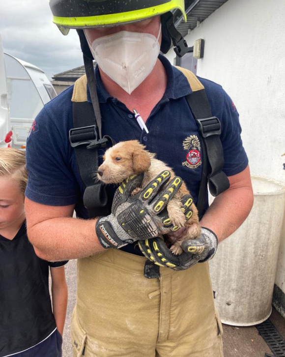 Les manoeuvres minutieuses des pompiers pour libérer un chiot piégé ...