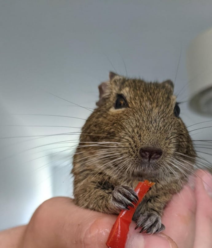 20 photos pour apprendre à connaître l'octodon