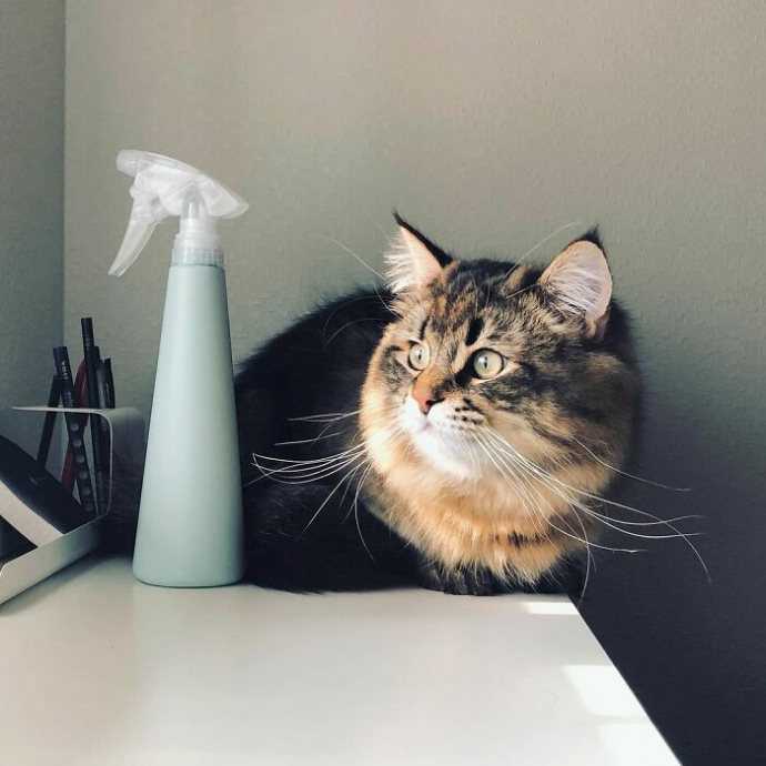 20 photos d'un chat aux expressions faciales les plus drôles et les ...