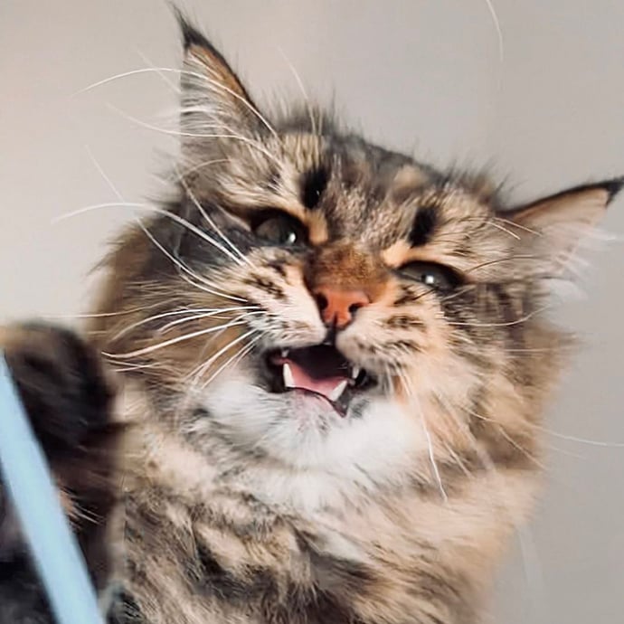 20 photos d'un chat aux expressions faciales les plus drôles et les ...