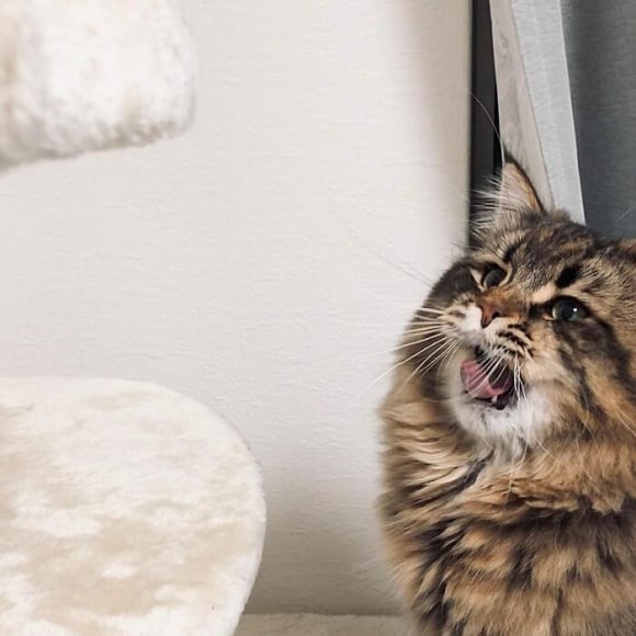 20 photos d'un chat aux expressions faciales les plus drôles et les ...