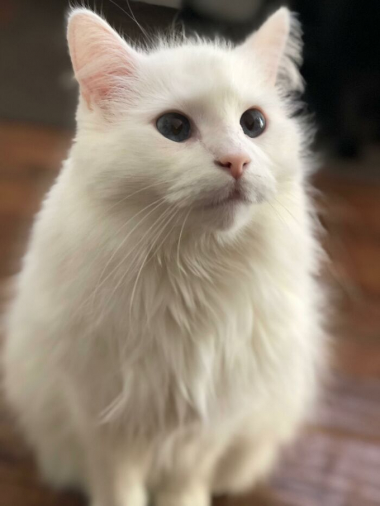 20 photos de chats aux fourrures les plus duveteuses de tous les temps