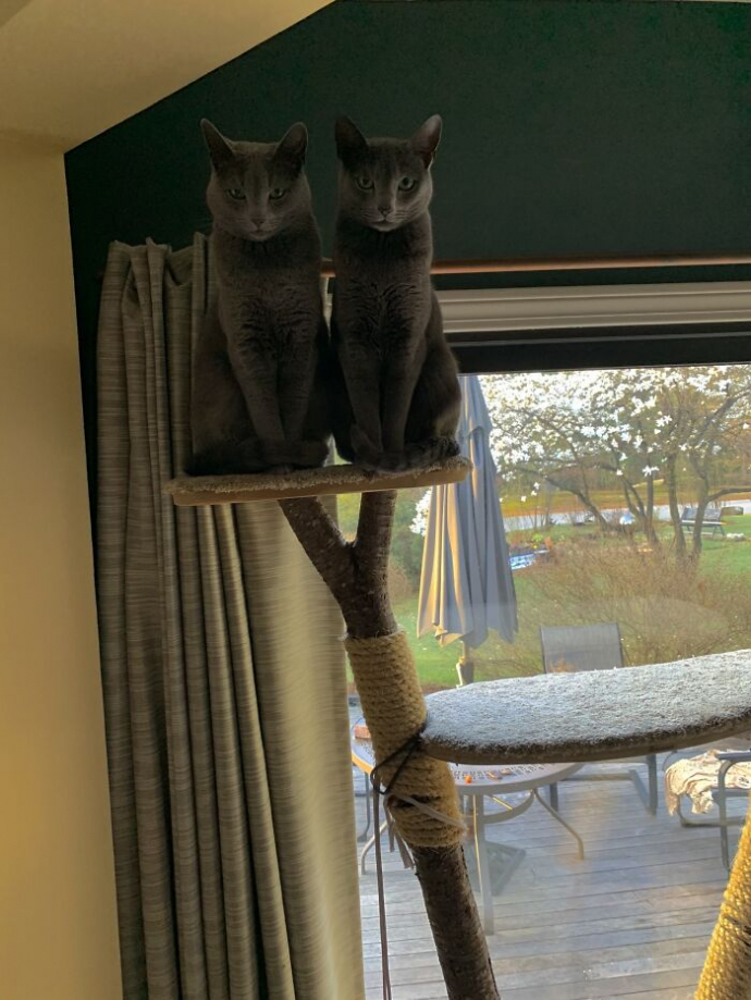 20 photos prouvant que 2 chats rendent la vie 2 fois plus amusante et ...