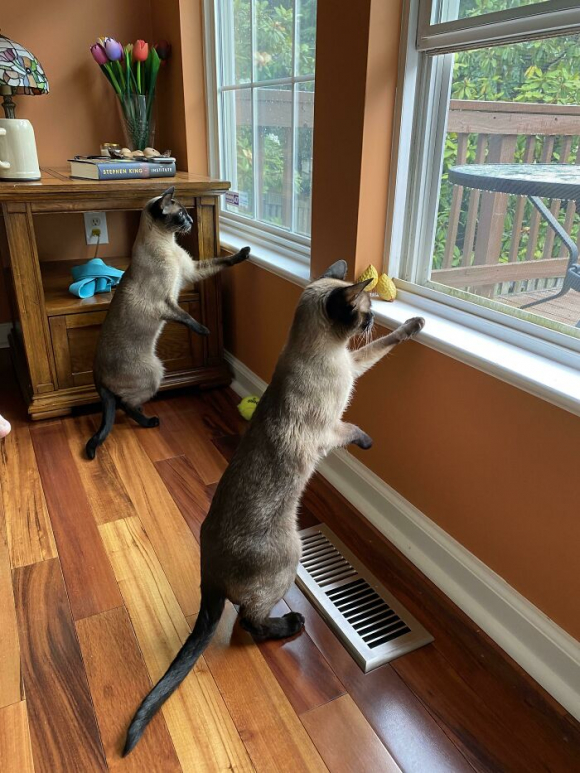 20 photos prouvant que 2 chats rendent la vie 2 fois plus amusante et ...