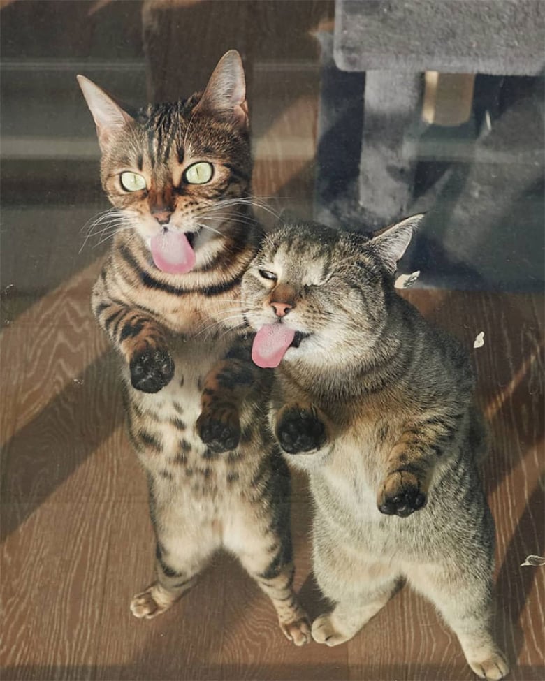20 photos prouvant que 2 chats rendent la vie 2 fois plus amusante et ...