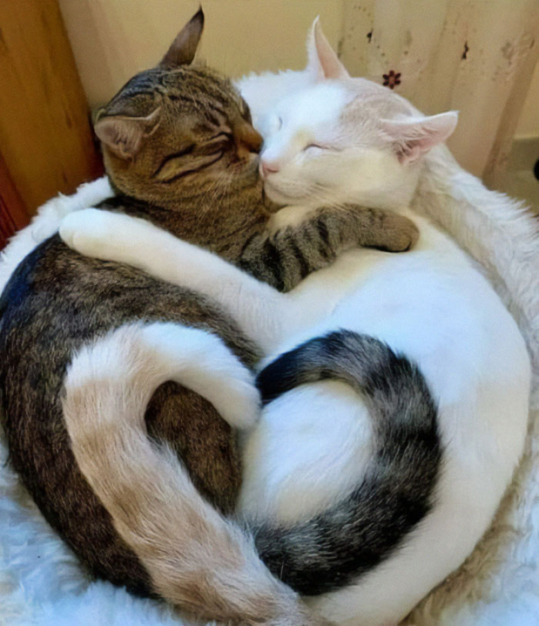 20 photos prouvant que 2 chats rendent la vie 2 fois plus amusante et ...
