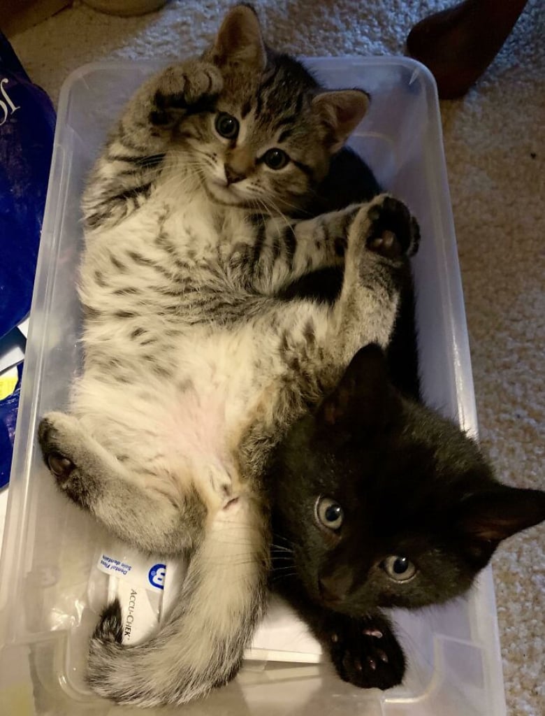 20 photos prouvant que 2 chats rendent la vie 2 fois plus amusante et ...