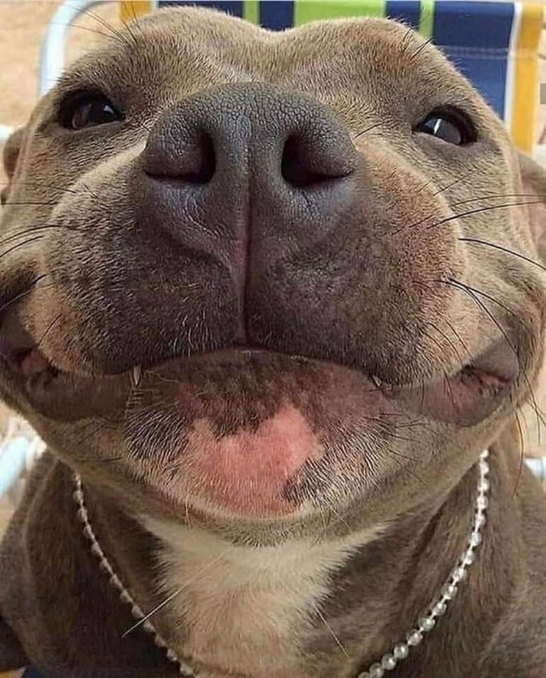 17 gros plans sur la truffe adorable des chiens