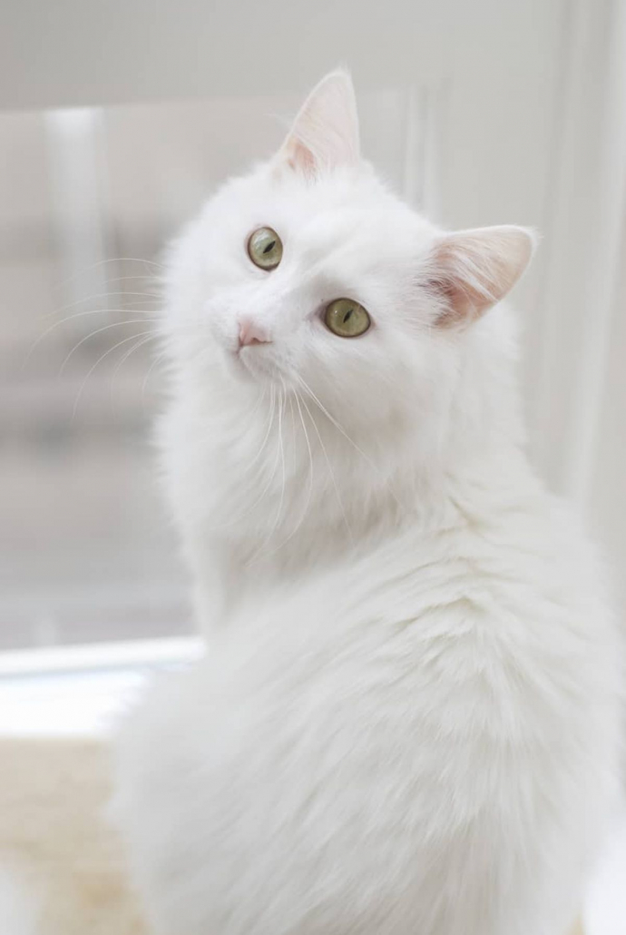 11 jolies robes de chats à (re)découvrir absolument