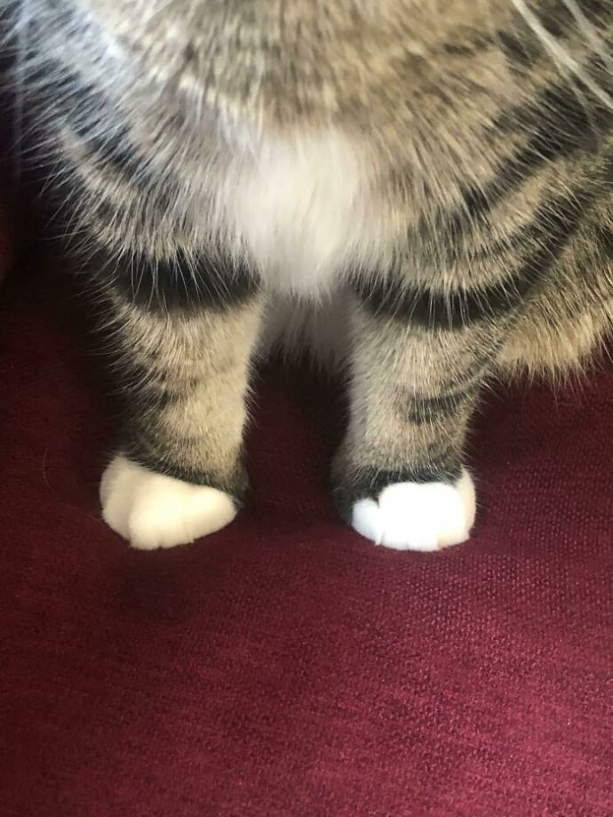 20 photos prouvant que le charme des chats réside aussi dans leurs pattes