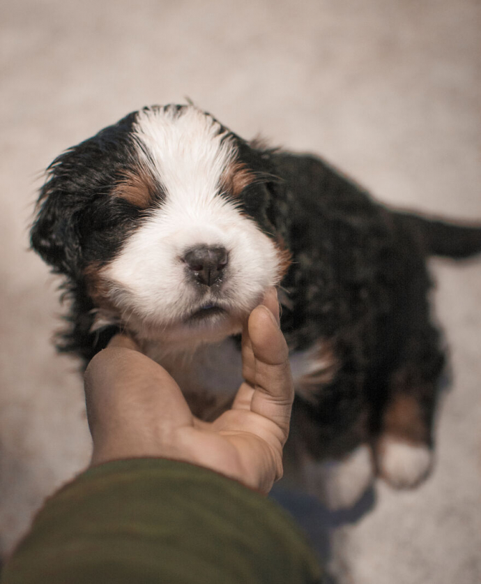 20 photos d'un Bouvier Bernois prises pendant 4 ans et montrant l ...