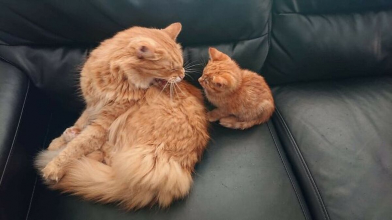 20 photos rappelant pourquoi les chats roux sont des êtres à part