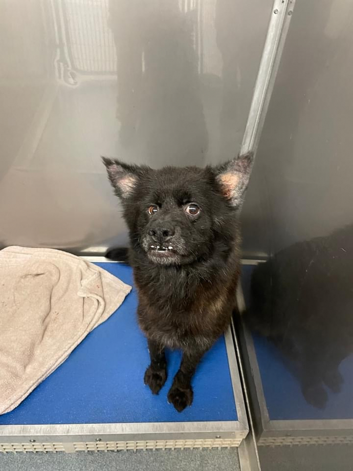 Une chienne ressemblant à une chauve-souris déniche le foyer de ses ...