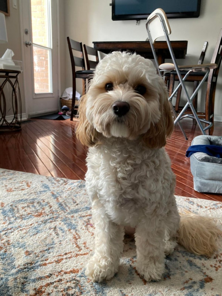 20 photos de Cockapoo au pelage tout doux et bouclé