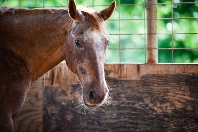 Les différentes robes des chevaux : alezan, bai, noir, gris, pie, rouan...