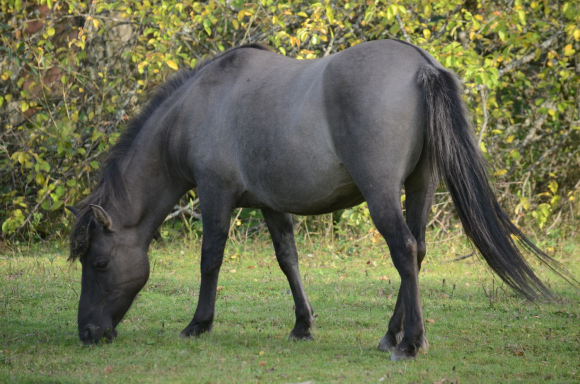 Les différentes robes des chevaux : alezan, bai, noir, gris, pie, rouan...
