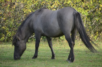 Les différentes robes des chevaux : alezan, bai, noir, gris, pie, rouan...