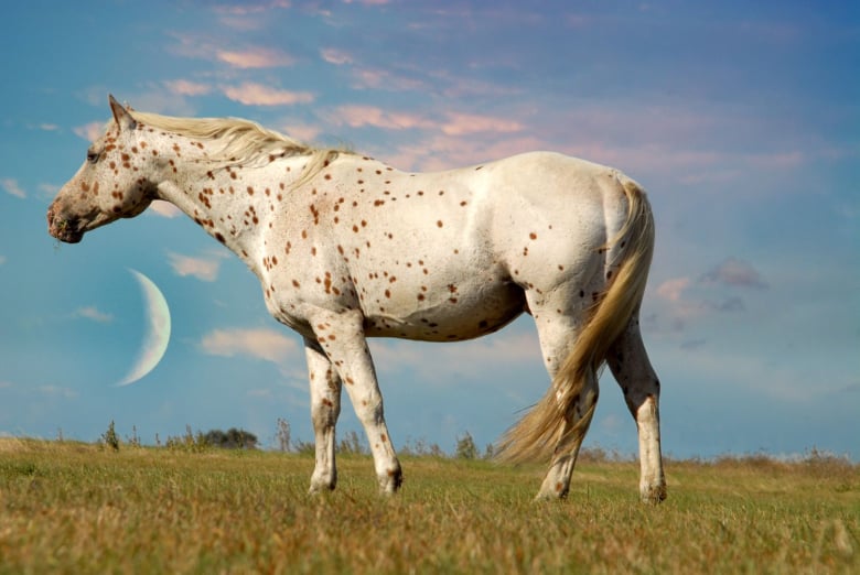 Les différentes robes des chevaux : alezan, bai, noir, gris, pie, rouan...