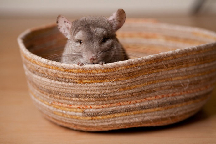 20 photos de bébés chinchillas qui ne sont rien d'autres que d ...
