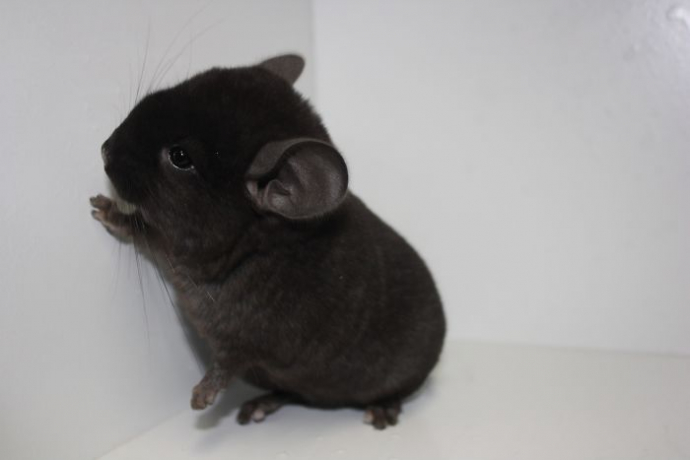 20 photos de bébés chinchillas qui ne sont rien d'autres que d ...