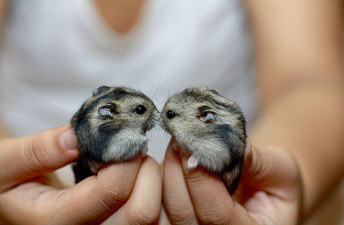 20 photos de bébés chinchillas qui ne sont rien d'autres que d ...