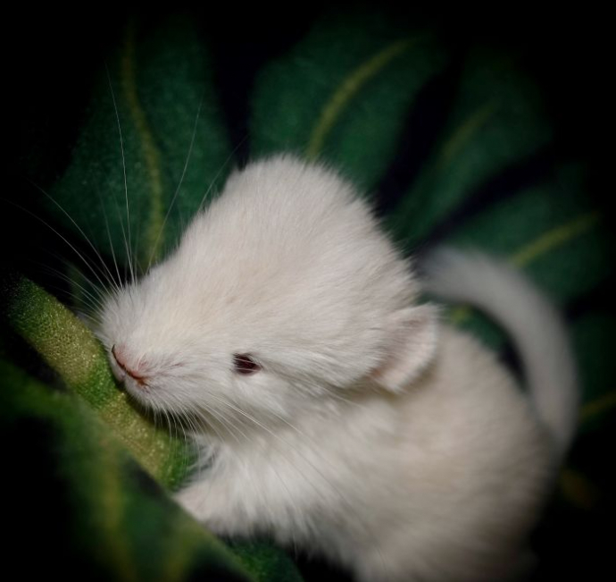 20 photos de bébés chinchillas qui ne sont rien d'autres que d ...