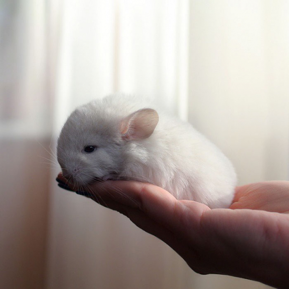 20 photos de bébés chinchillas qui ne sont rien d'autres que d ...