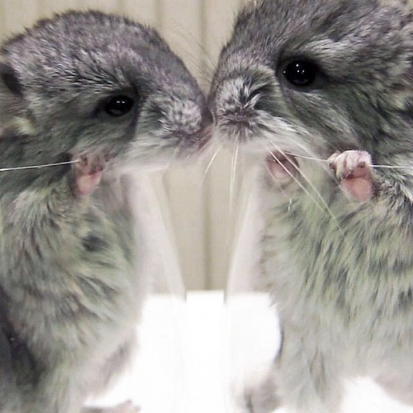 20 photos de bébés chinchillas qui ne sont rien d'autres que d ...