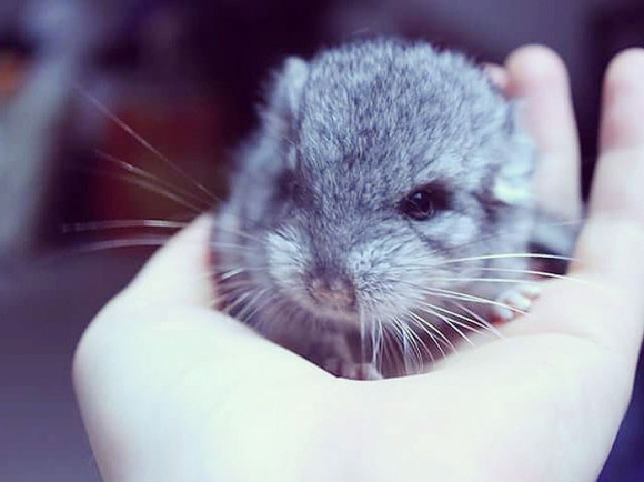 20 photos de bébés chinchillas qui ne sont rien d'autres que d ...