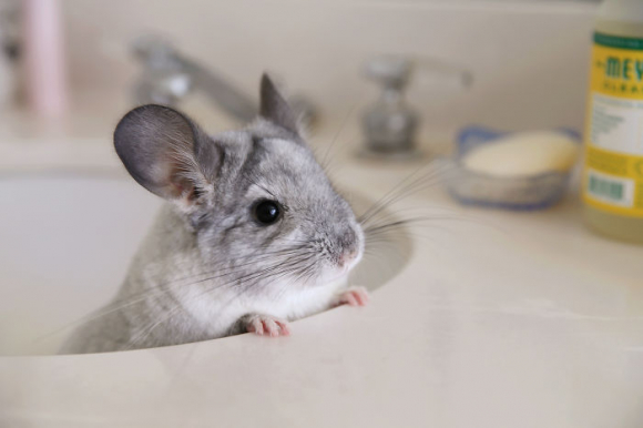 20 photos de bébés chinchillas qui ne sont rien d'autres que d ...