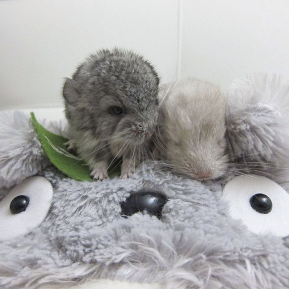 20 photos de bébés chinchillas qui ne sont rien d'autres que d ...